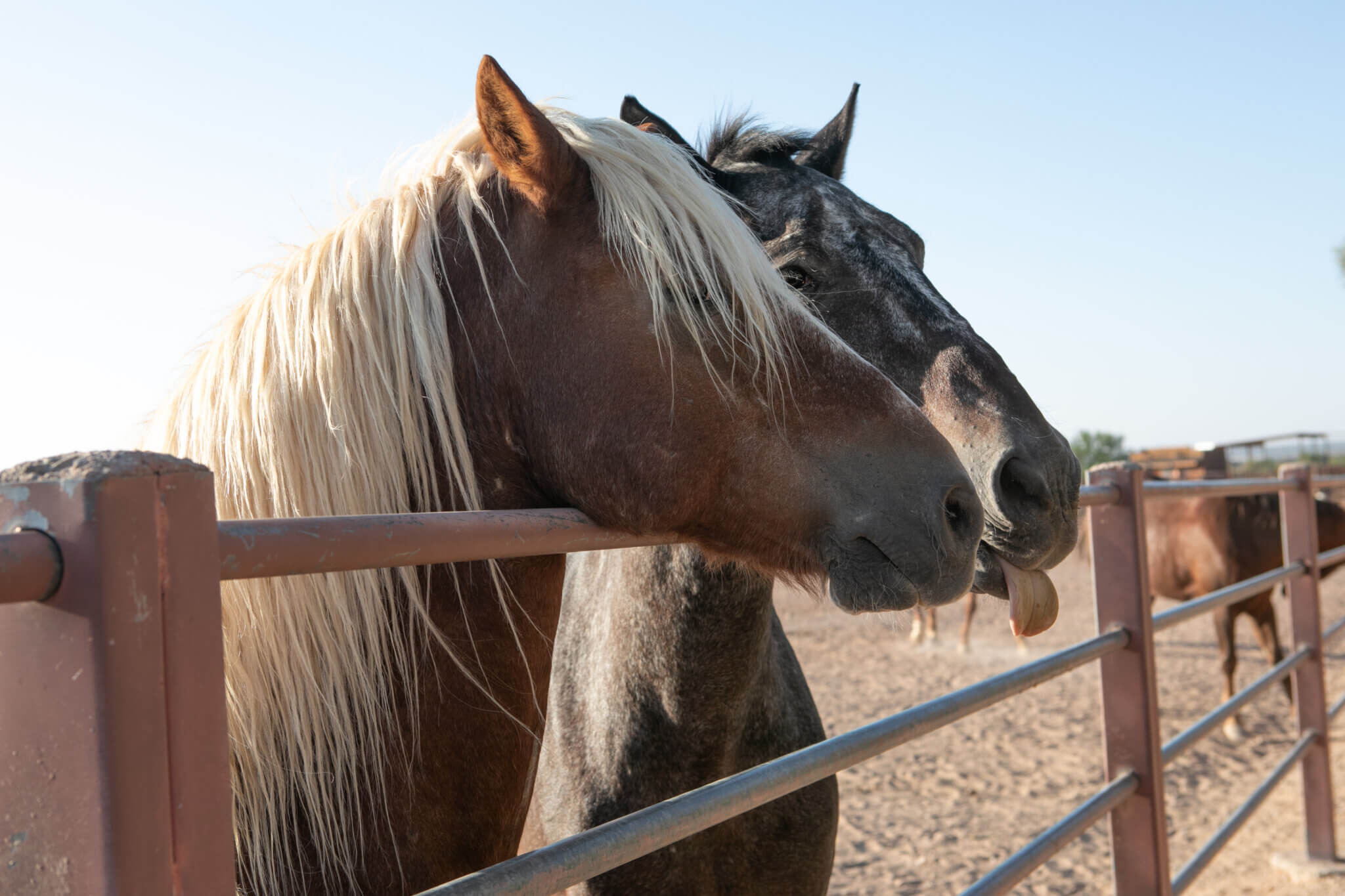 Dude Ranch in Arizona | White Stallion Ranch